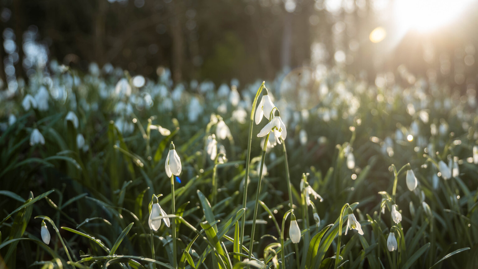 The Feathers Hotel, Eatery and Coffee House - Helmsley, North Yorkshire ...